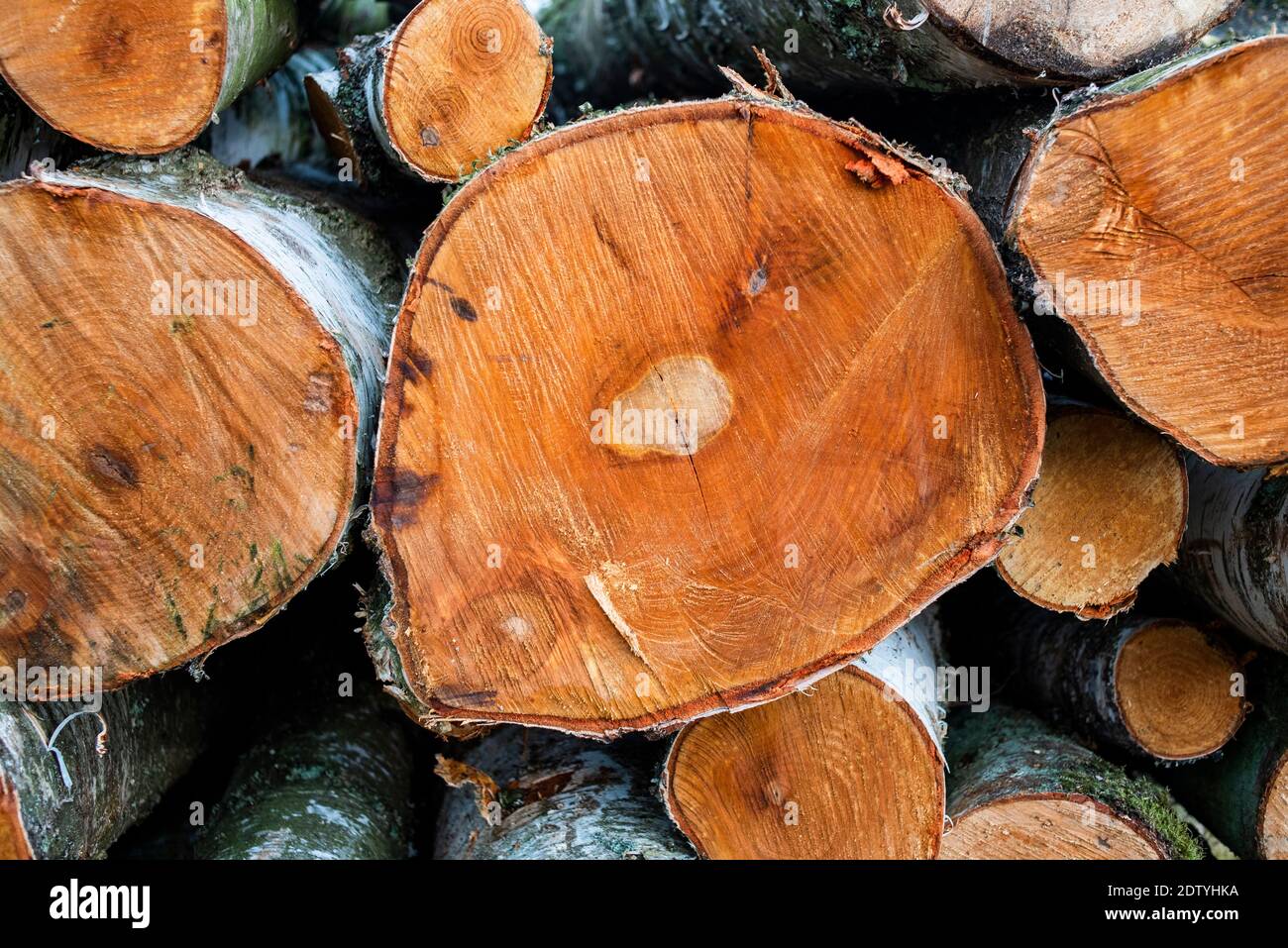 Cutting down forests hi-res stock photography and images - Alamy
