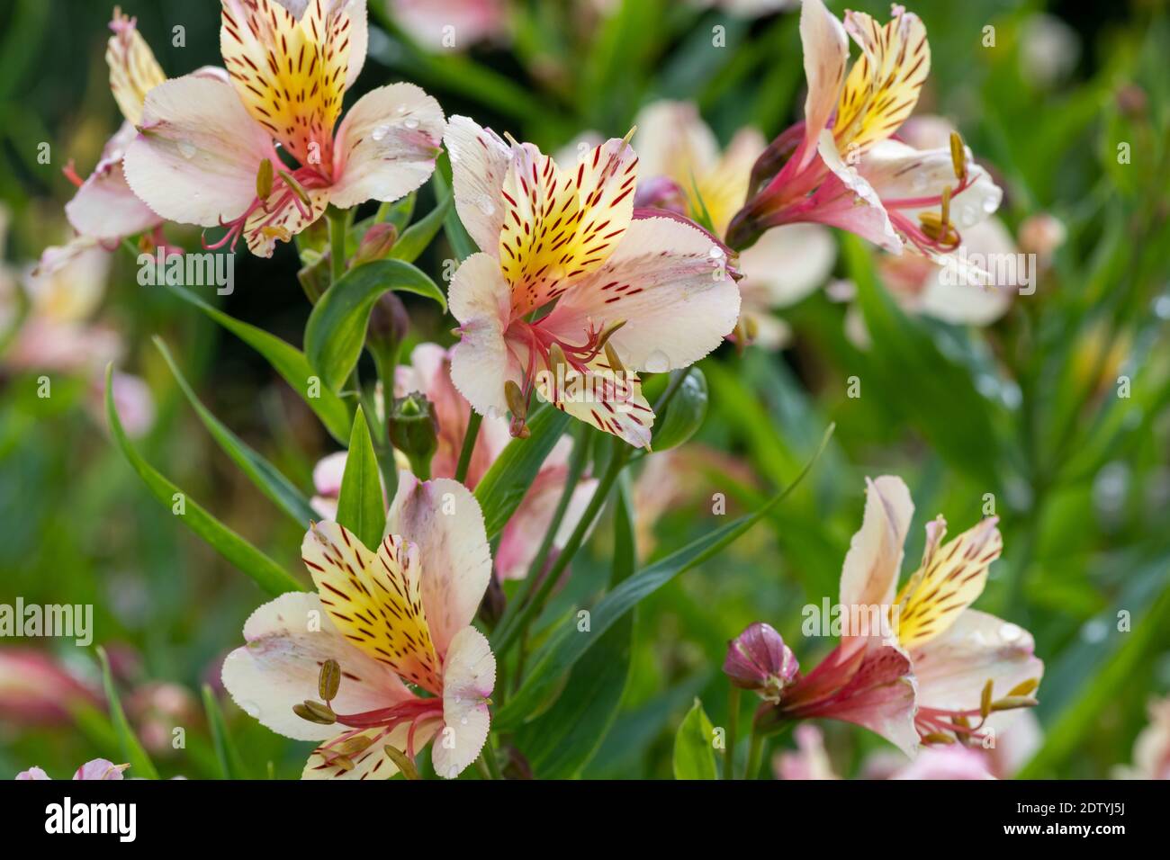 Peruvian lilies hi-res stock photography and images - Alamy
