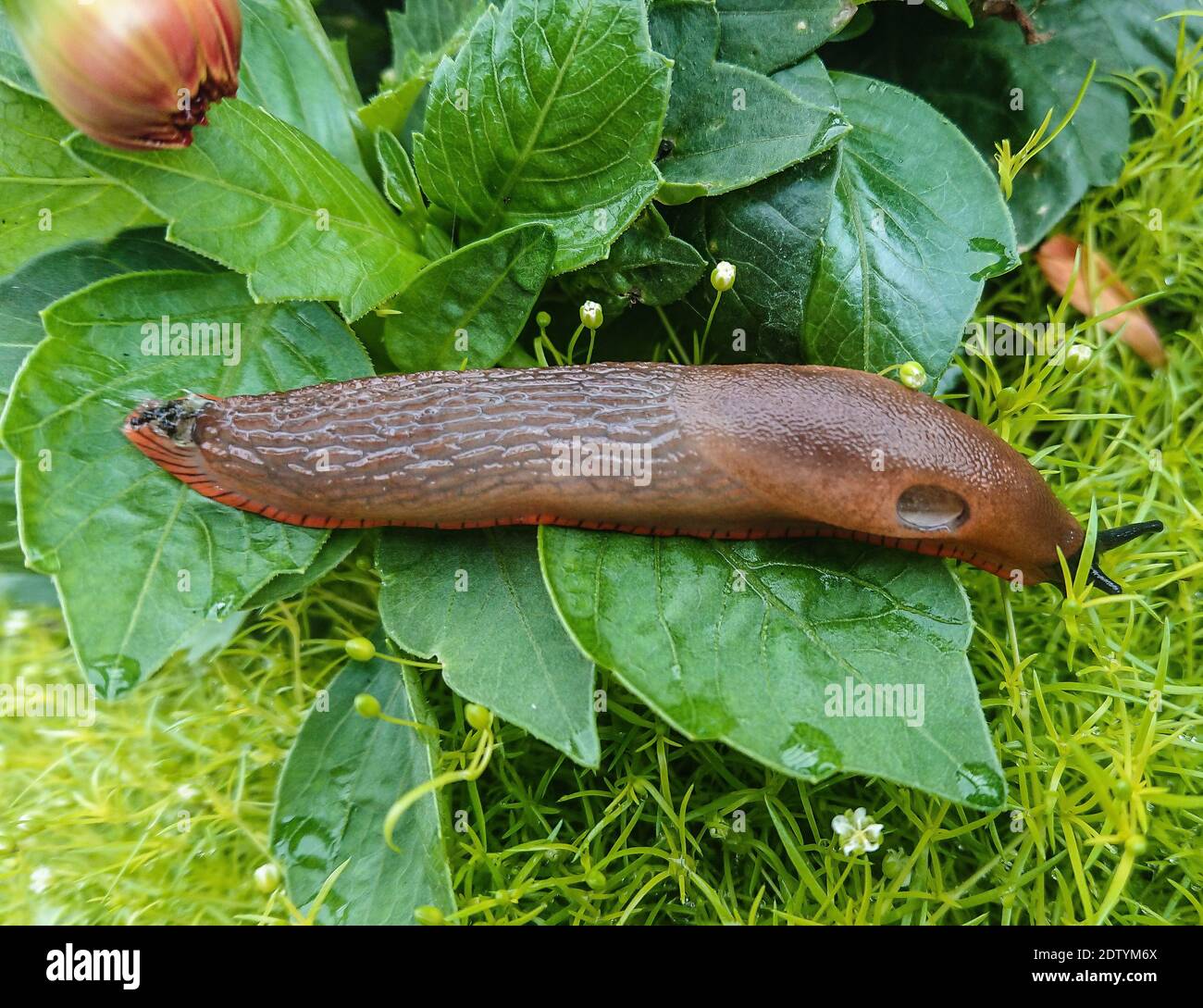 Plant slug united kingdom hi-res stock photography and images - Alamy