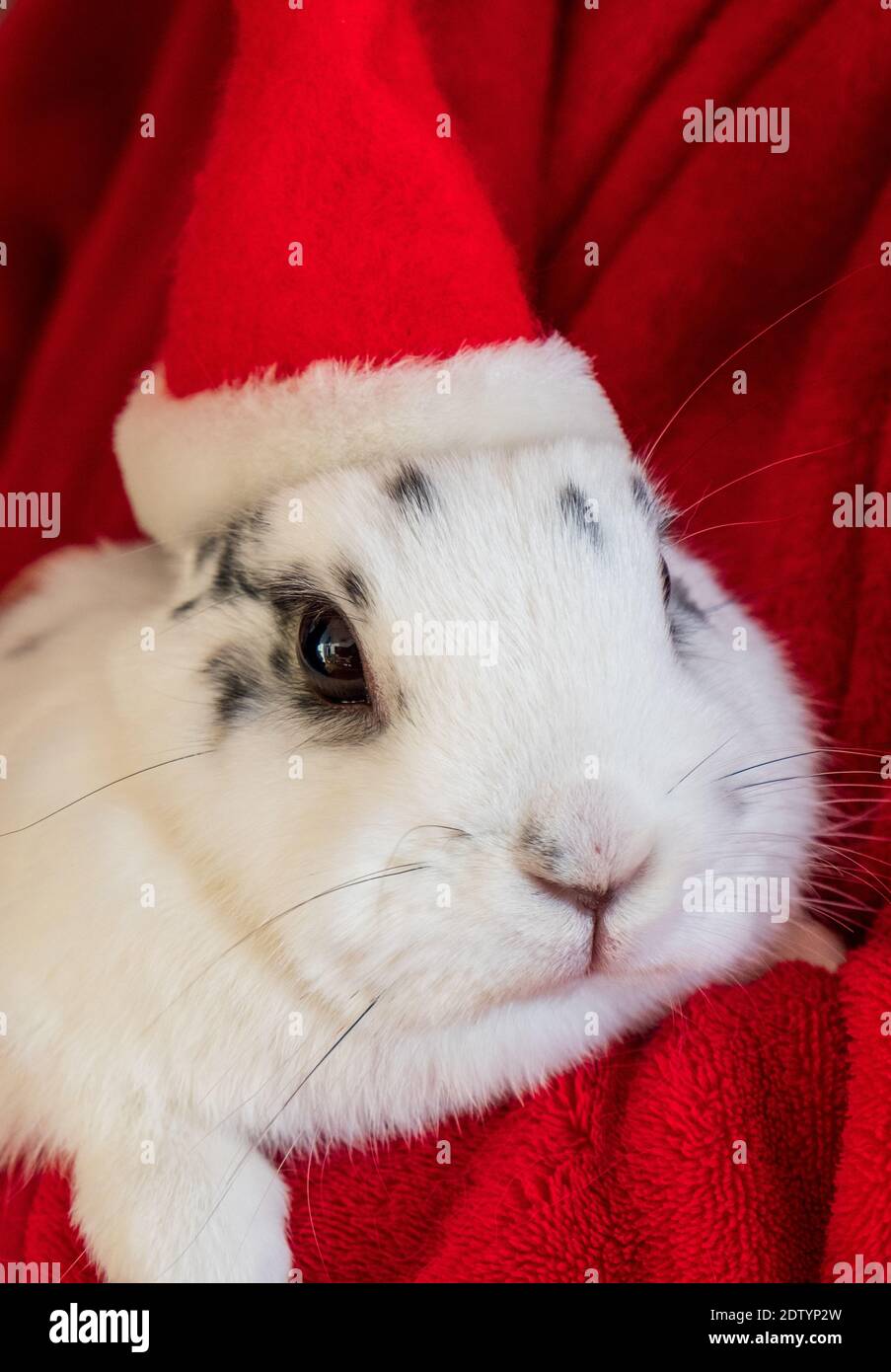 Rabbit wearing hat hi-res stock photography and images - Alamy