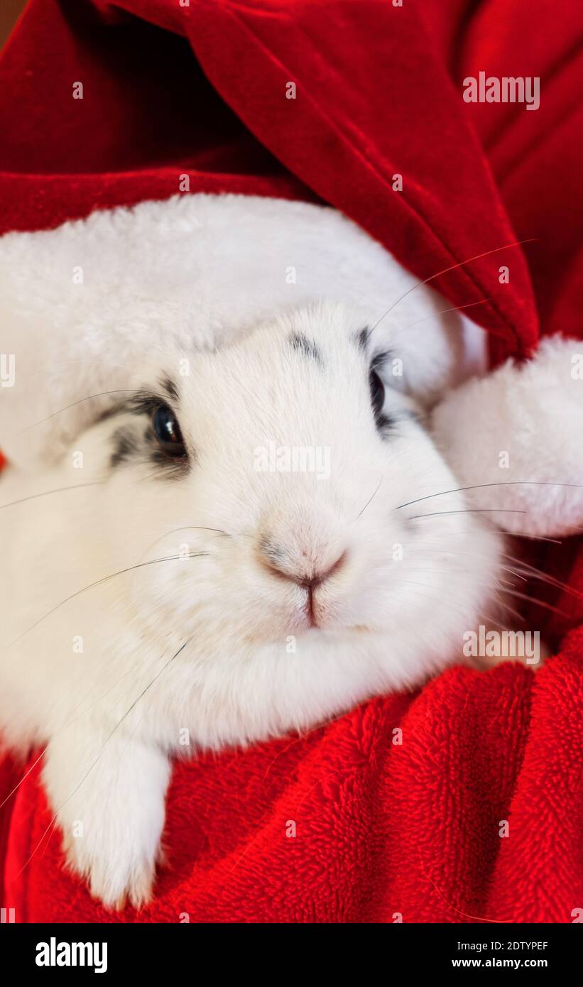 Rabbit wearing hat hi-res stock photography and images - Alamy