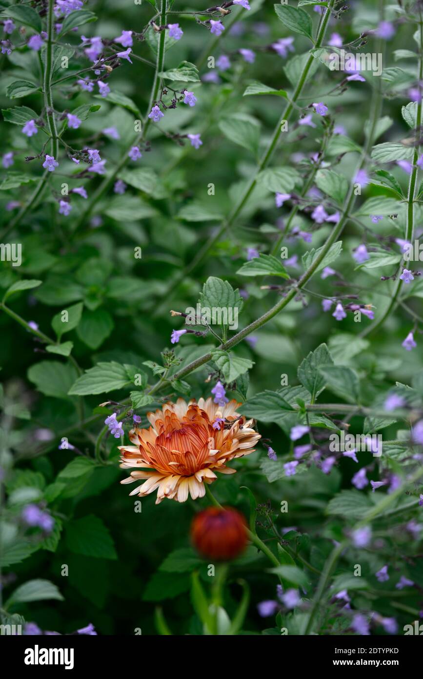 Calendula officinalis zeolights hi-res stock photography and images - Alamy
