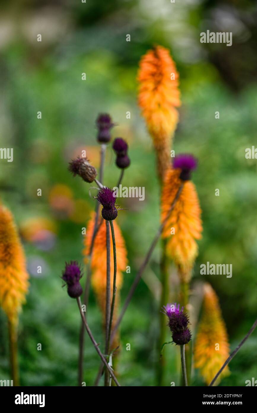Kniphofias and thistles hi-res stock photography and images - Alamy