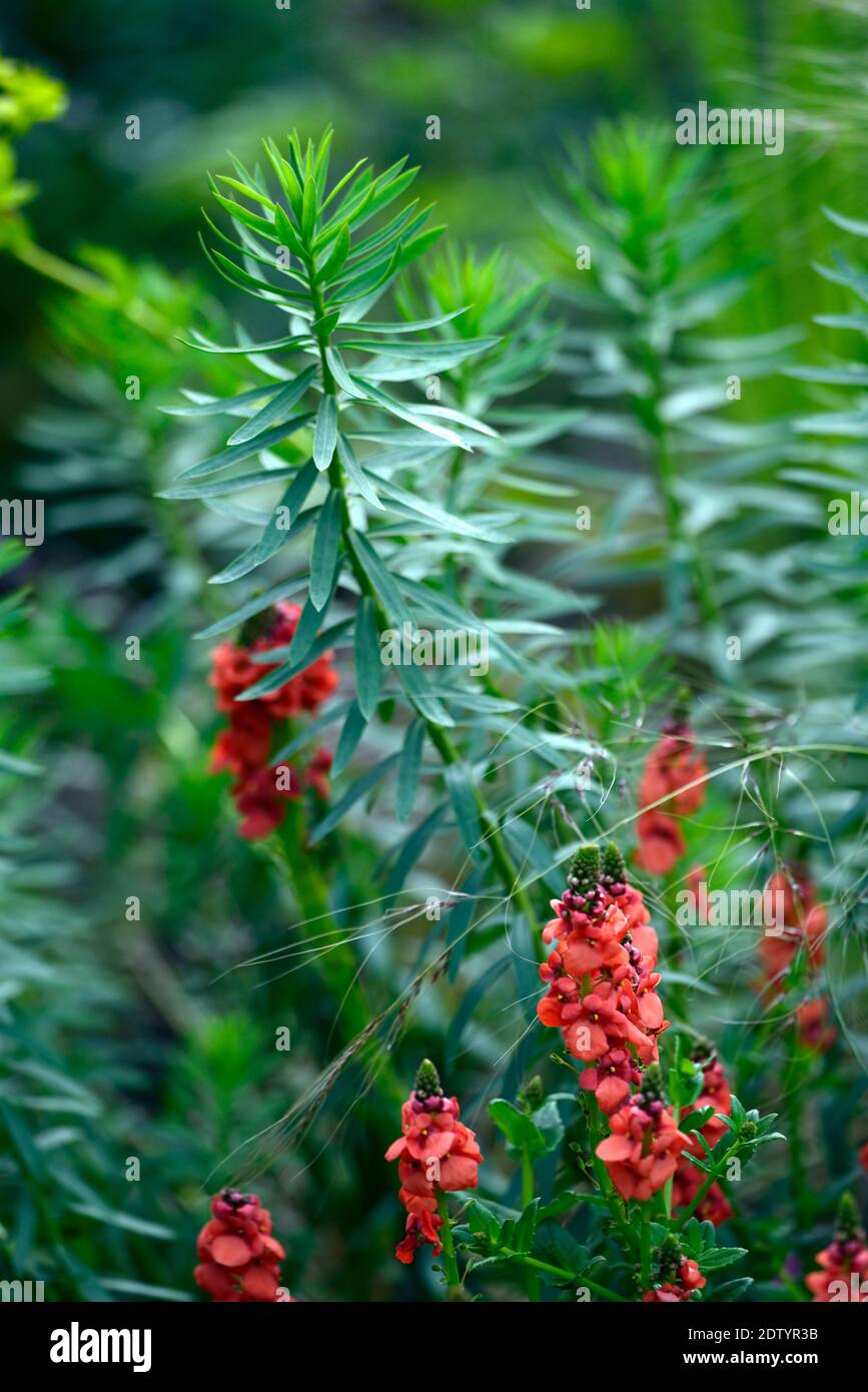 Diascia personata Coral Spires,Masked twinspur Coral Spires,coral pink ...