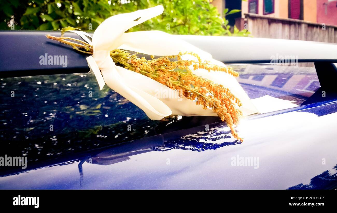 Flower rose plant car hi-res stock photography and images - Alamy
