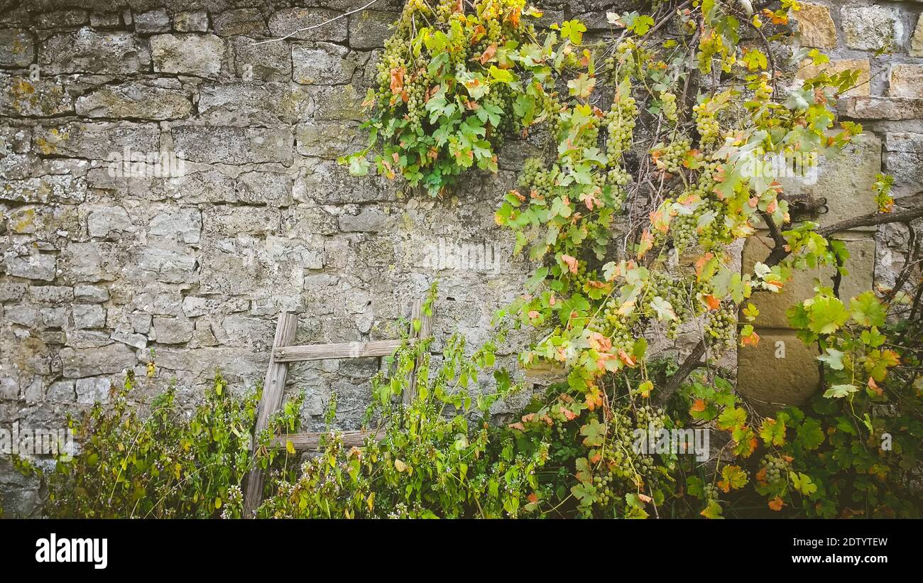 The tree branches behind stone bricks Stock Photo - Alamy