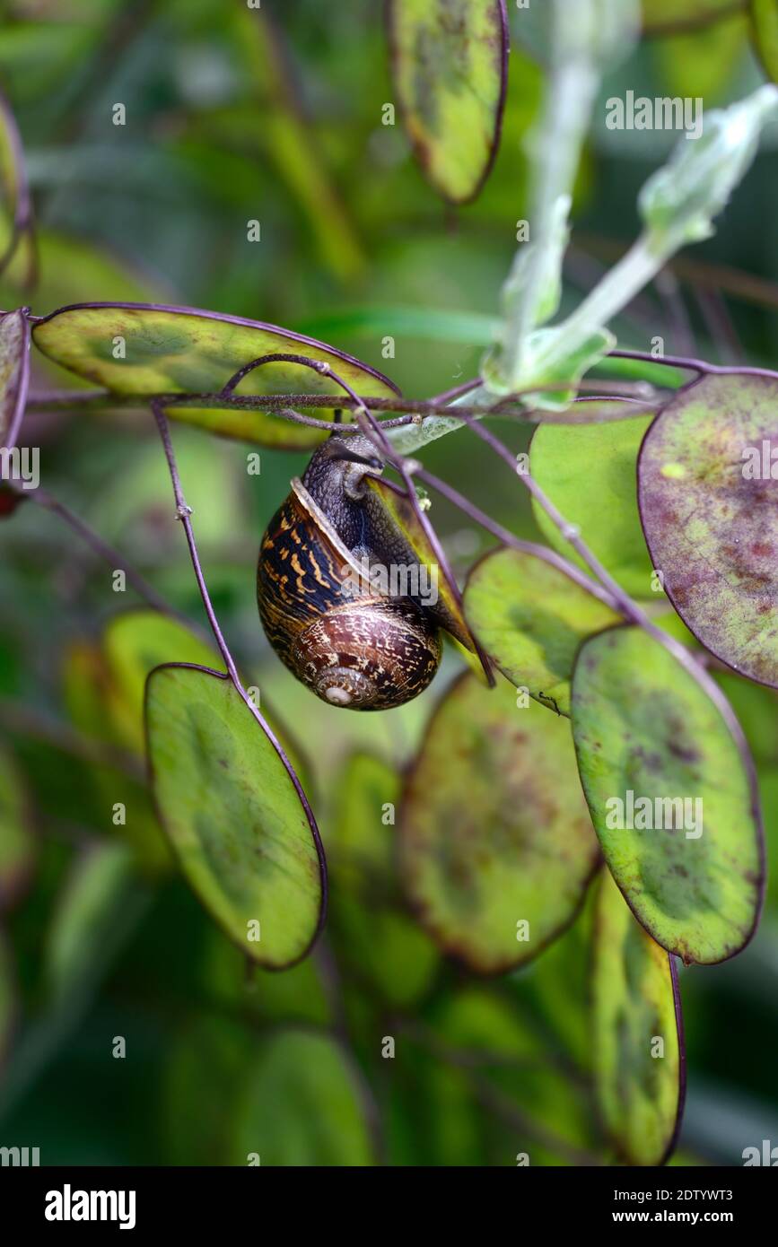 Honesty seed head hi-res stock photography and images - Alamy