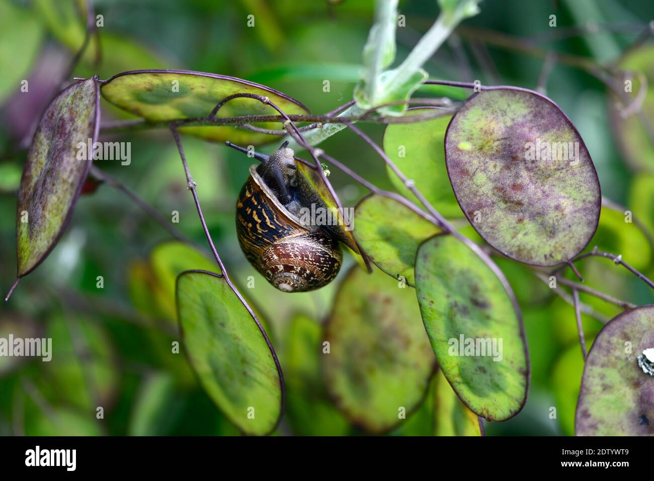 Snail head hi-res stock photography and images - Alamy
