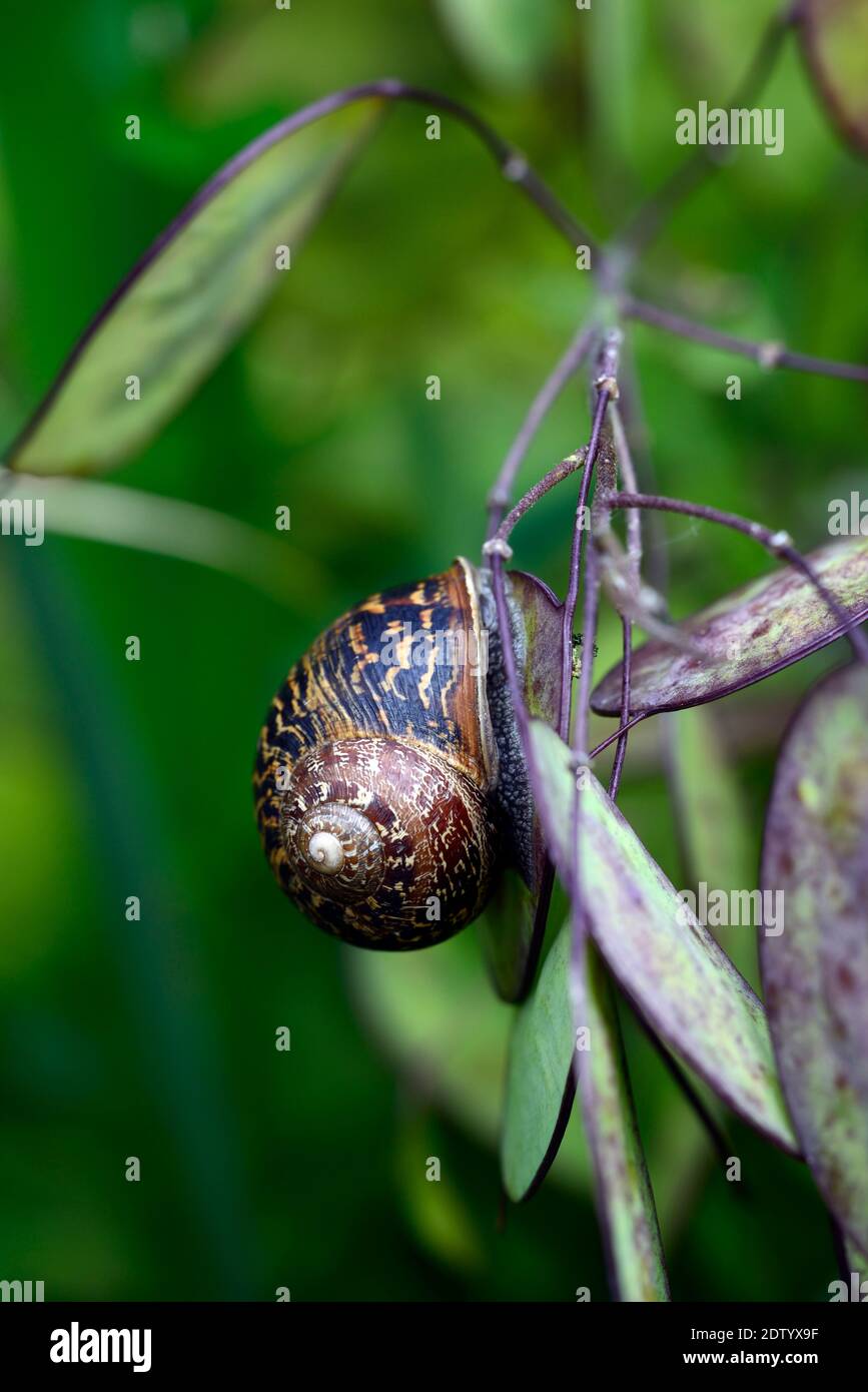 lunaria annua,honesty,seedheads,seedpods,seed pod,seed pods,seed head ...