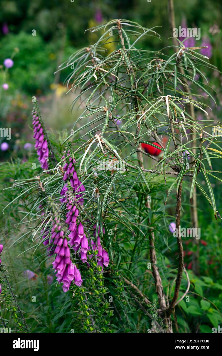 Foxglove leaves hi-res stock photography and images - Alamy