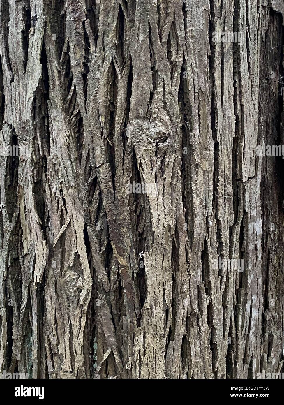A vertical shot of rough tree bark - great for wallpapers and textures ...