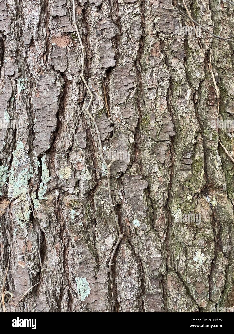 A vertical shot of rough tree bark - great for wallpapers and textures ...