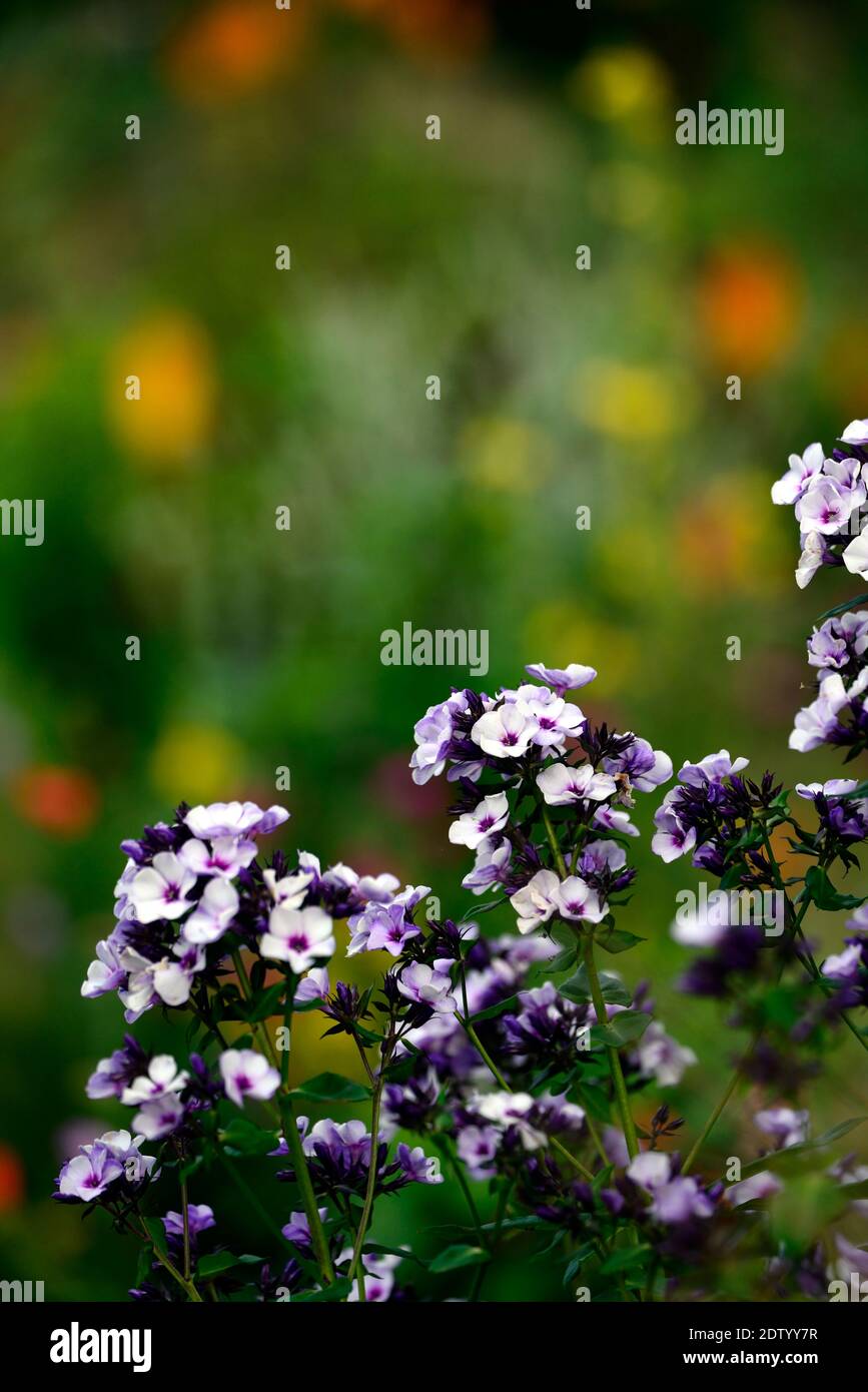 Burly hi-res stock photography and images - Alamy