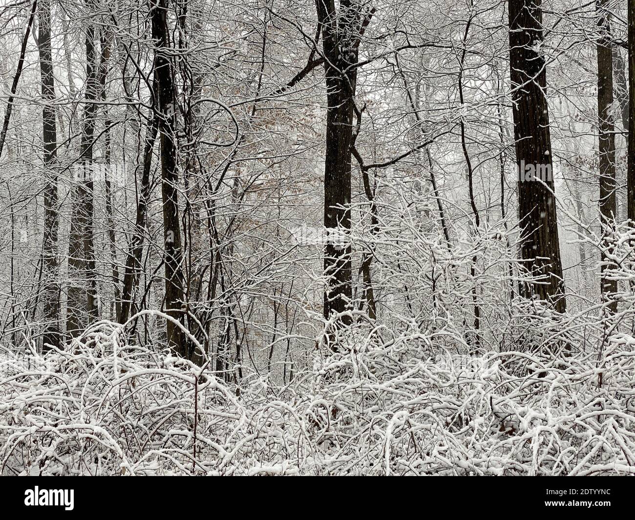 The trees and bushes covered in the snow in a forest at daytime Stock ...