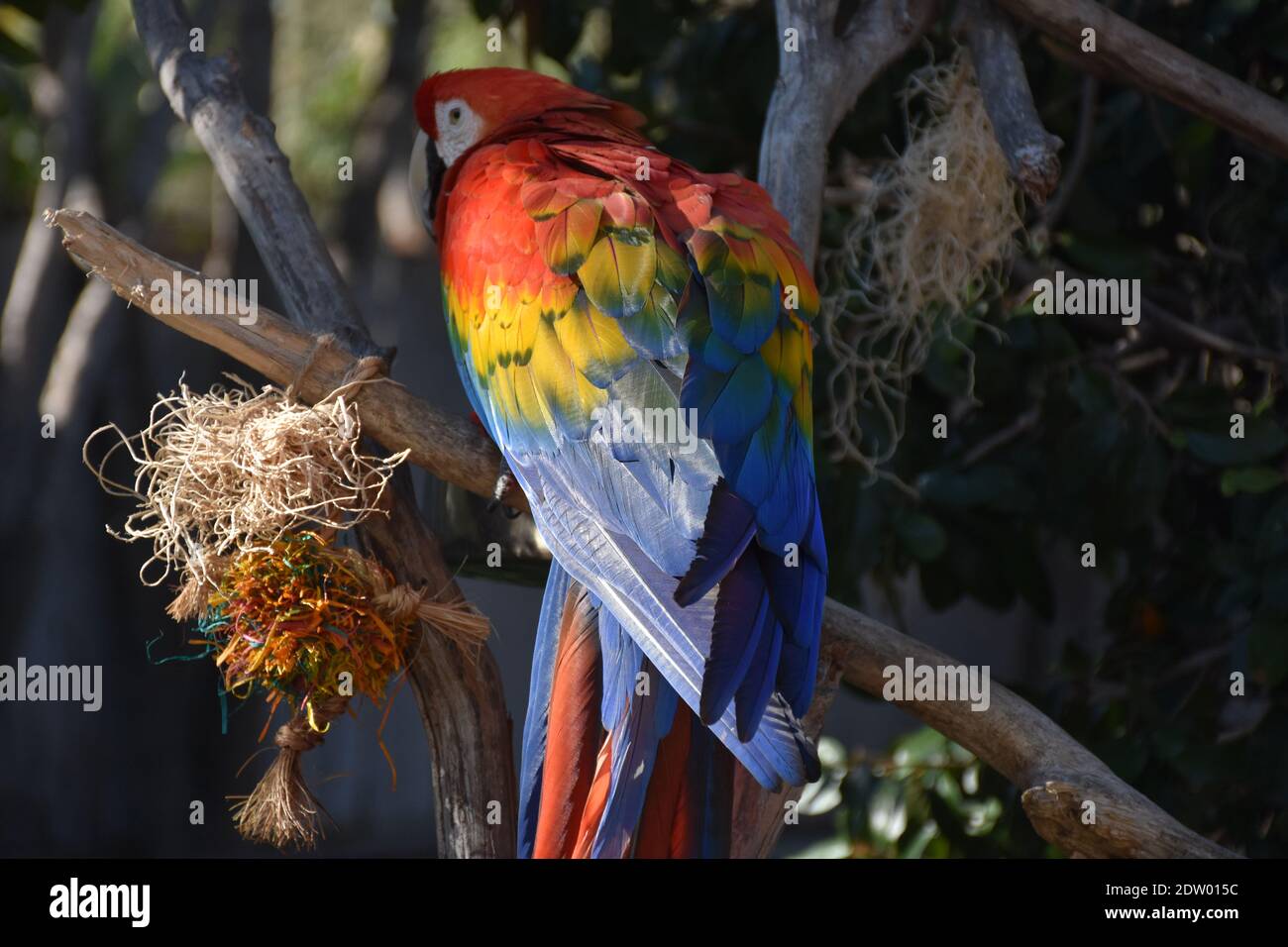 Colorful Scarlet Macaw aviary, back profile Stock Photo - Alamy