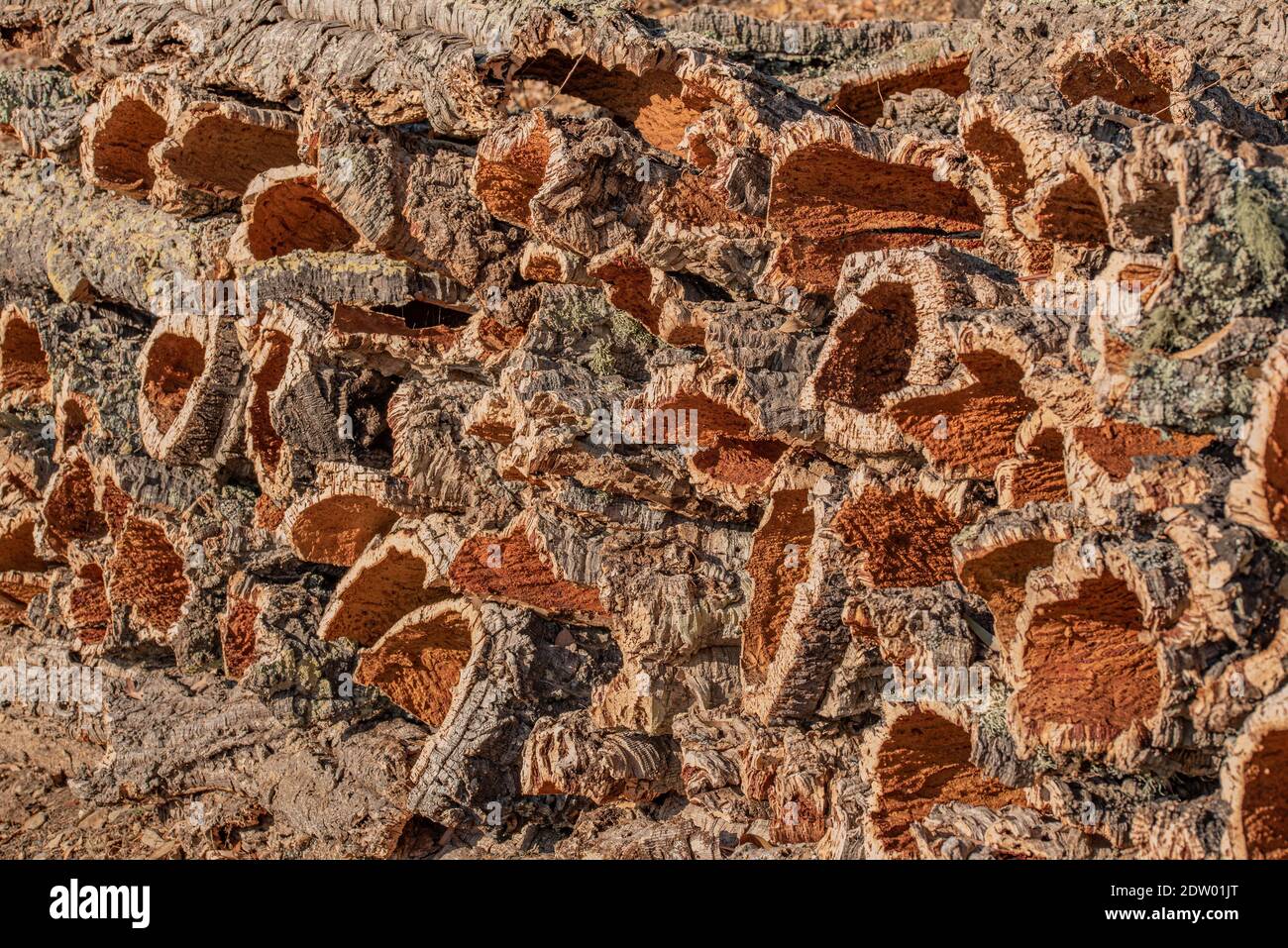 Cork industry and cork harvesting Stock Photo - Alamy
