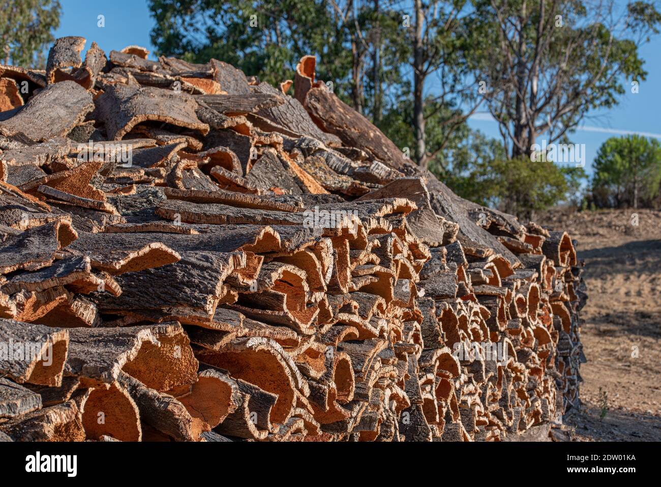 Cork industry and cork harvesting Stock Photo - Alamy