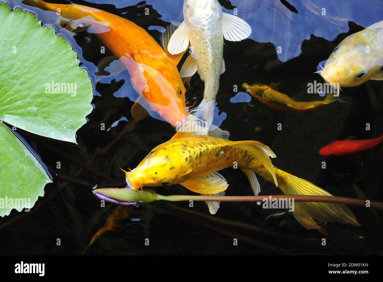 A top view of a beautiful koi pond Stock Photo - Alamy