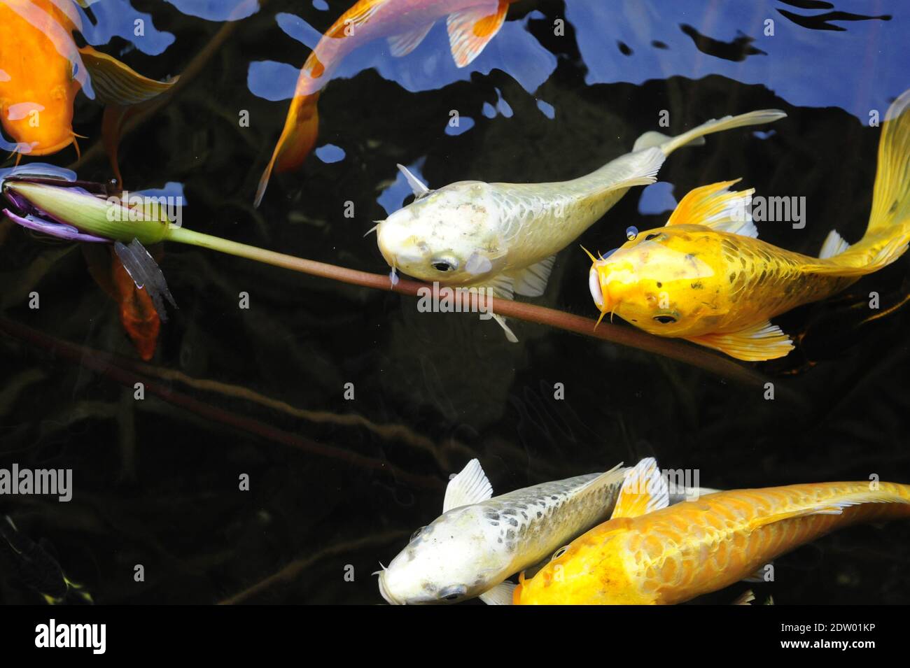 Top view of the koi pond hi-res stock photography and images - Alamy