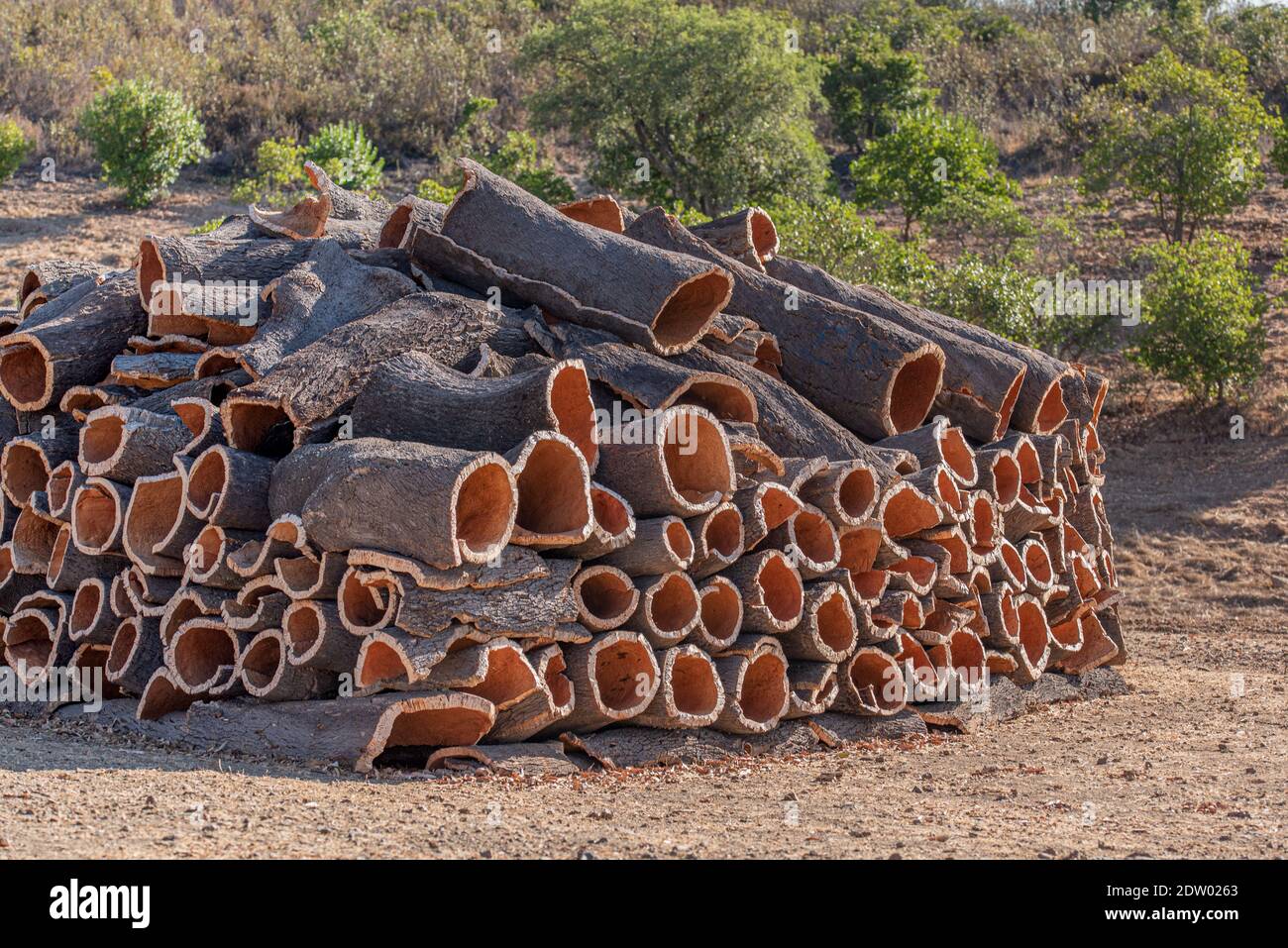 Cork industry and cork harvesting Stock Photo - Alamy