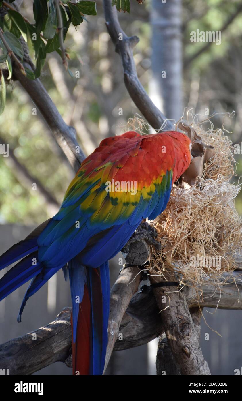 Colorful back of a scarlet macaw with his head down Stock Photo - Alamy