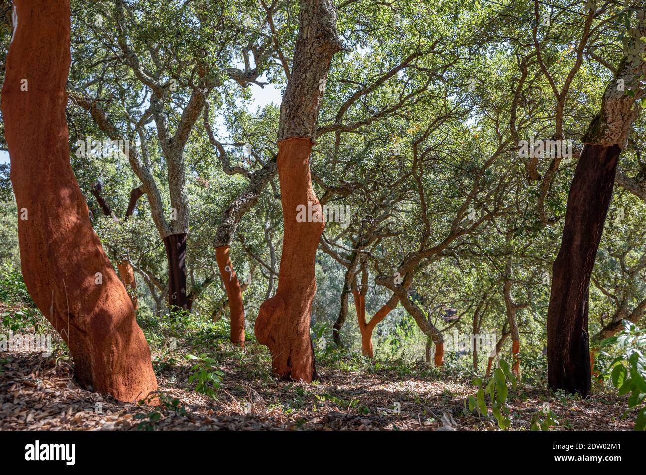 Cork industry and cork harvesting Stock Photo - Alamy