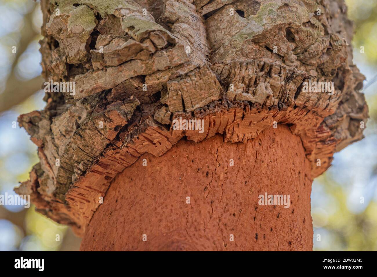 Cork industry and cork harvesting Stock Photo - Alamy