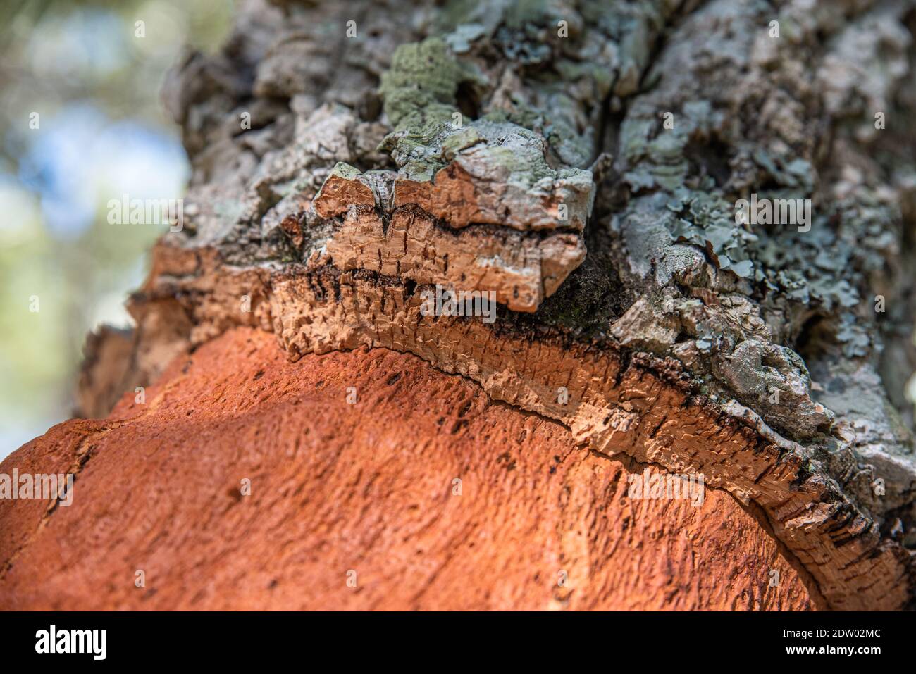 Cork industry and cork harvesting Stock Photo - Alamy
