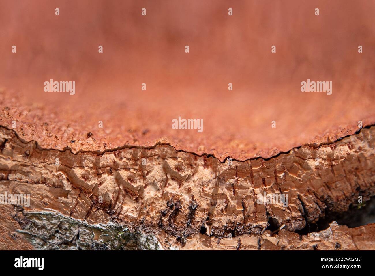 Cork industry and cork harvesting Stock Photo - Alamy