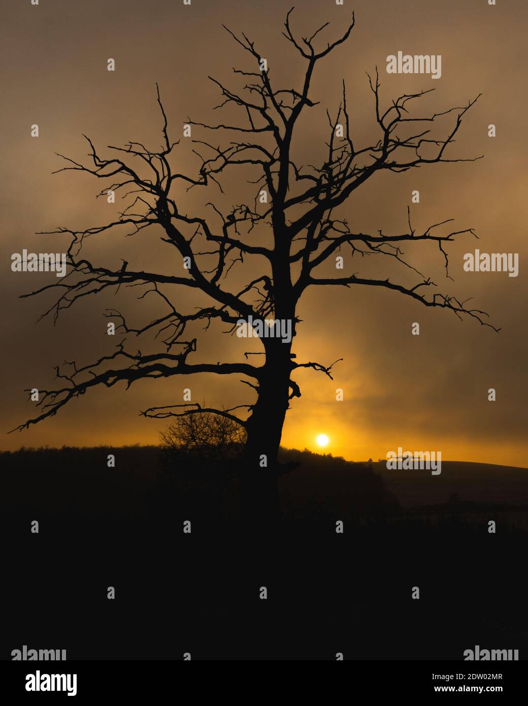 A vertical shot of the silhouette of a dead tree during sunset Stock ...