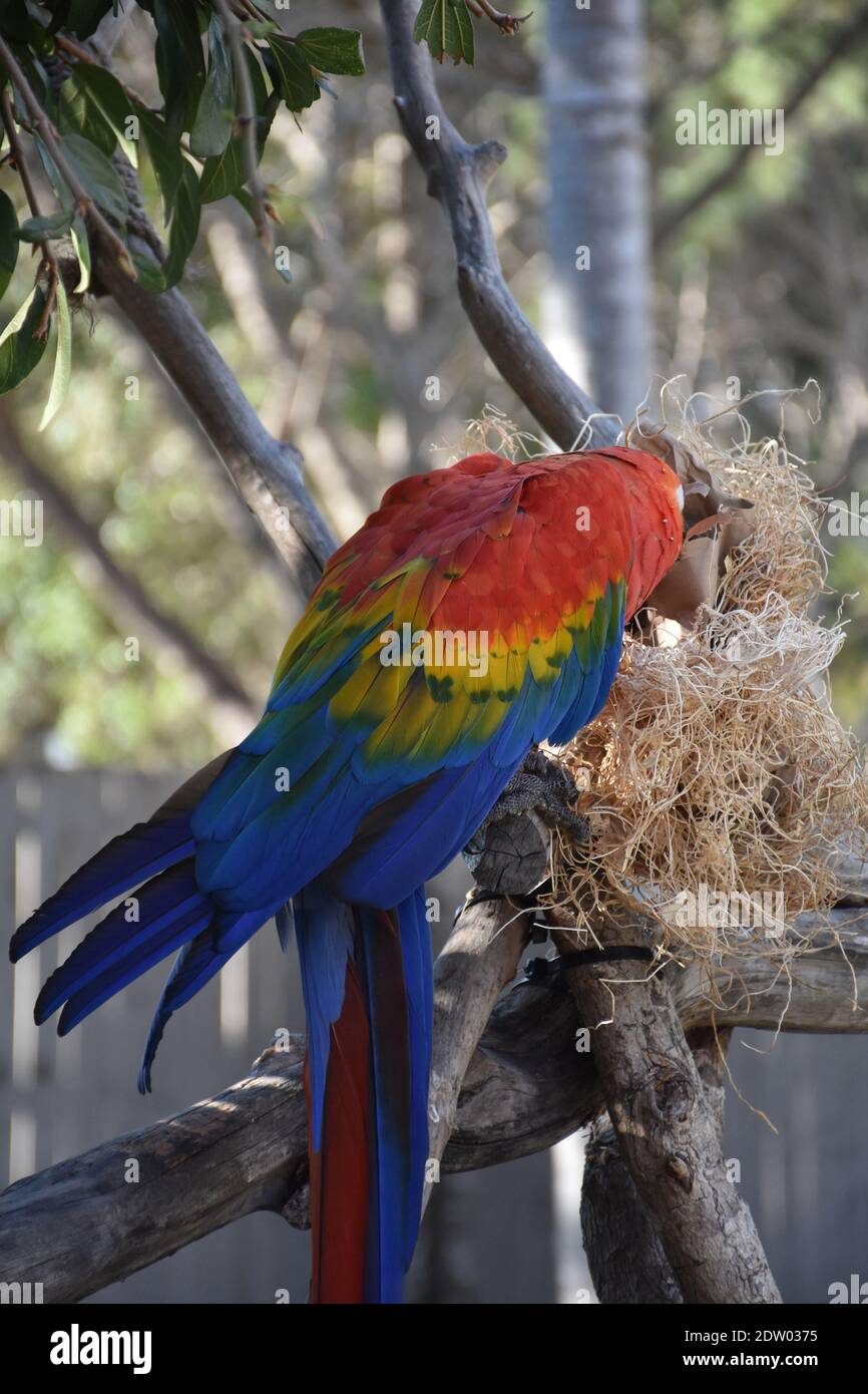 Colorful bright feathers cascading down the back of a scarlet macaw ...