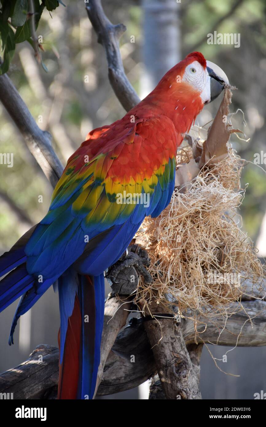 Scarlet macaw parrot tugging at wood chips in nest Stock Photo - Alamy