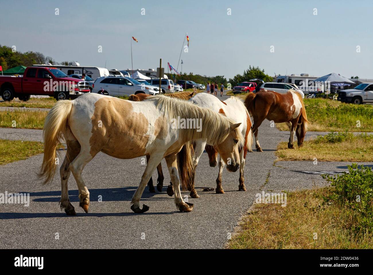 campground scene; wild horses walking, paved road, campsites, RVs ...