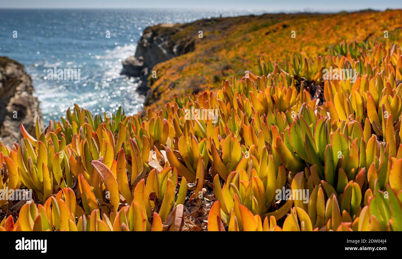 Plant in foreground blurred sea hi-res stock photography and images - Alamy