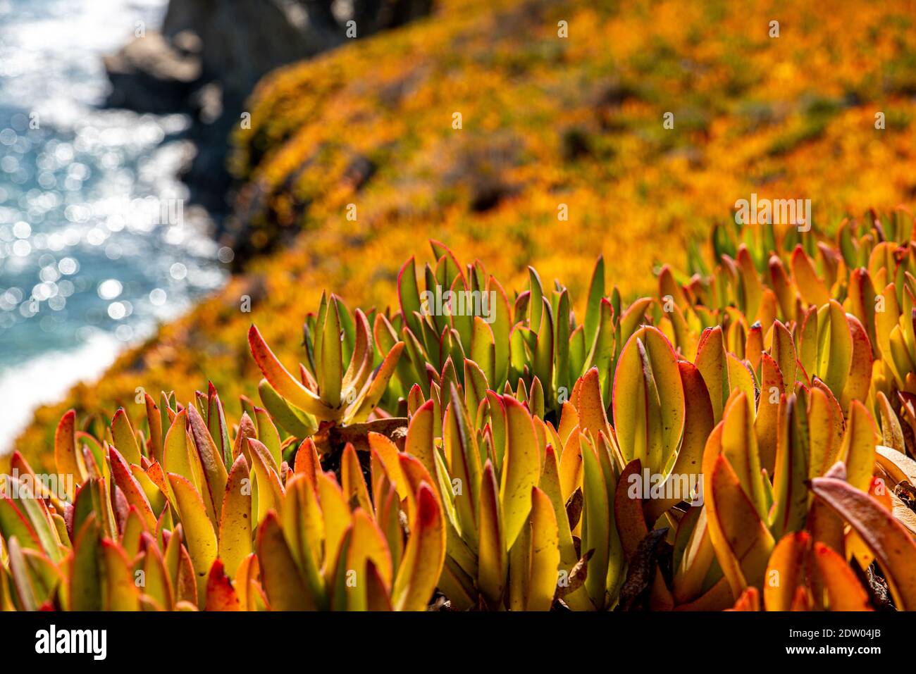 Plant in foreground blurred sea hi-res stock photography and images - Alamy