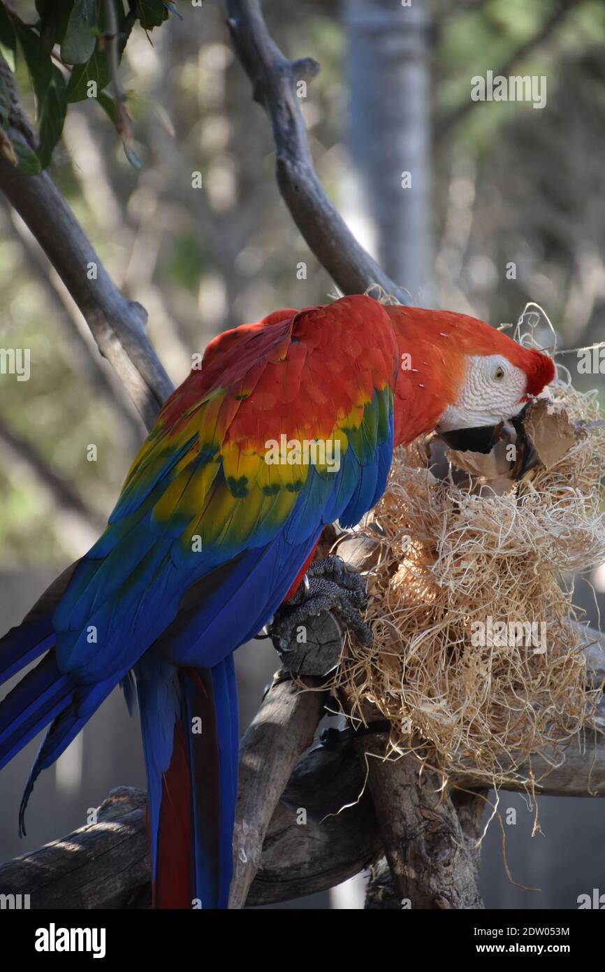 Scarlet macaw nest hi-res stock photography and images - Alamy