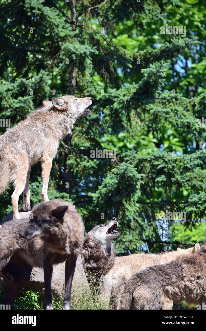 Five wolves hi-res stock photography and images - Alamy