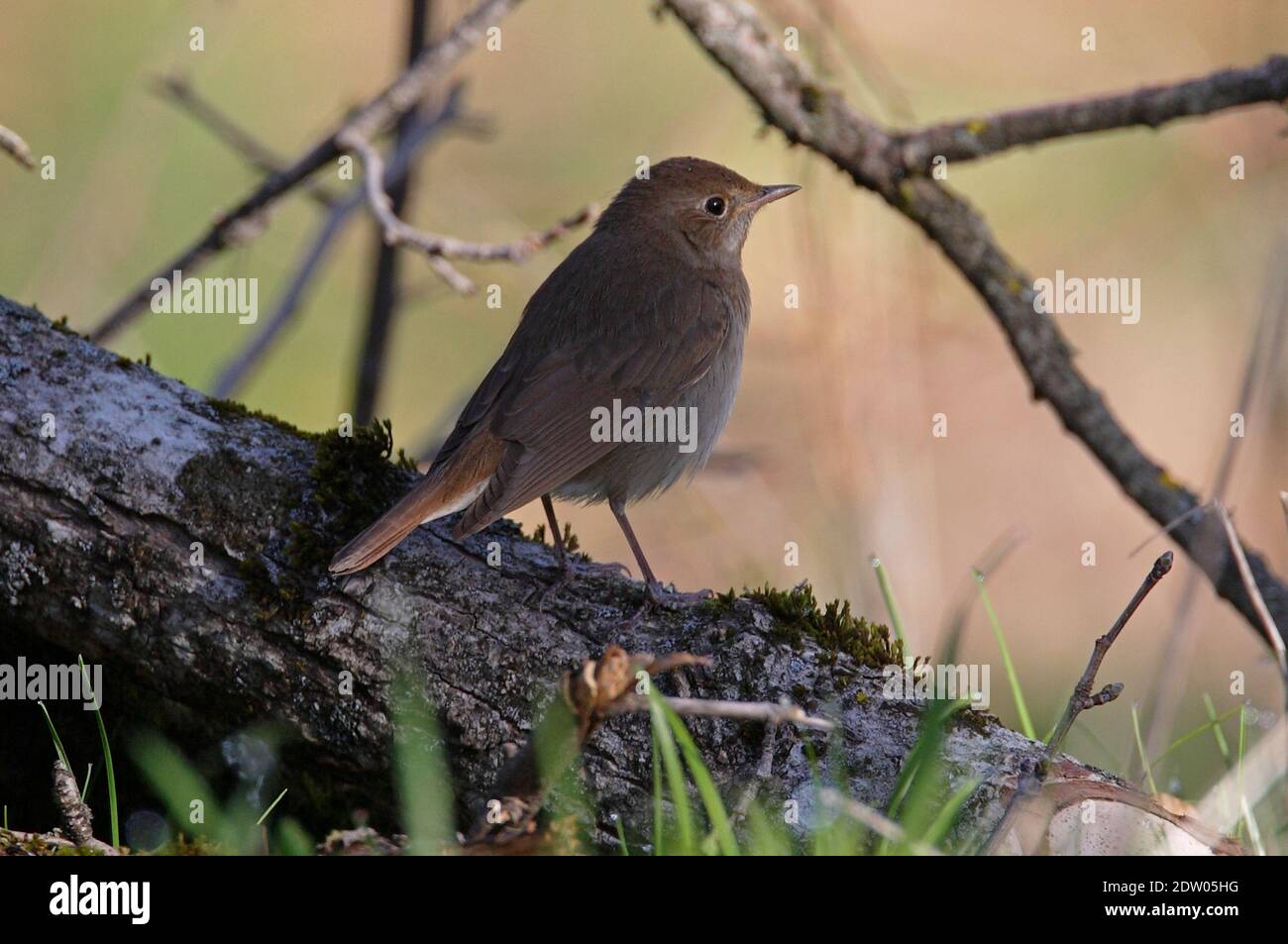 Thrush Nightingale (Luscinia luscinia) adult perched on fallen log ...