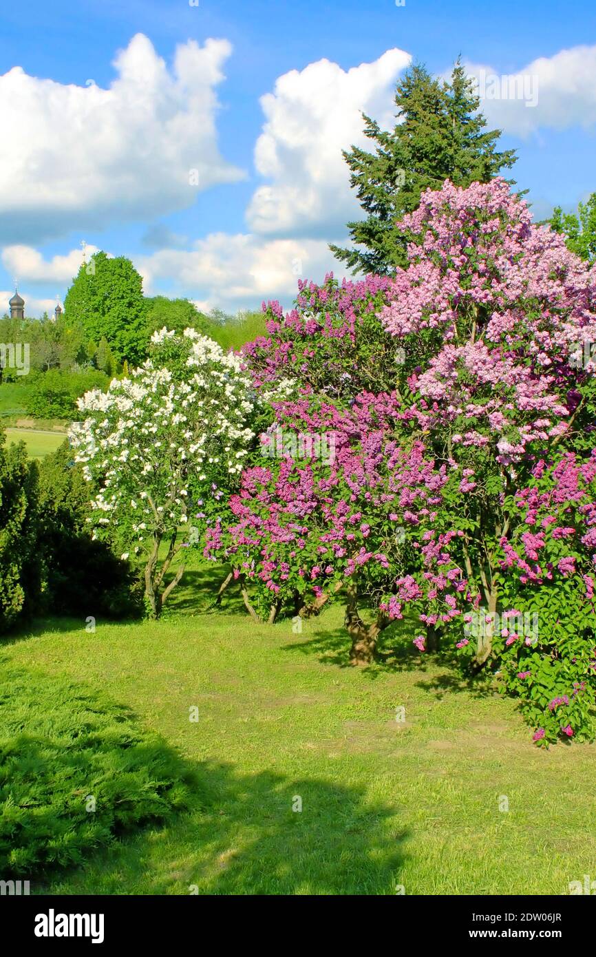 Garden in May Stock Photo - Alamy