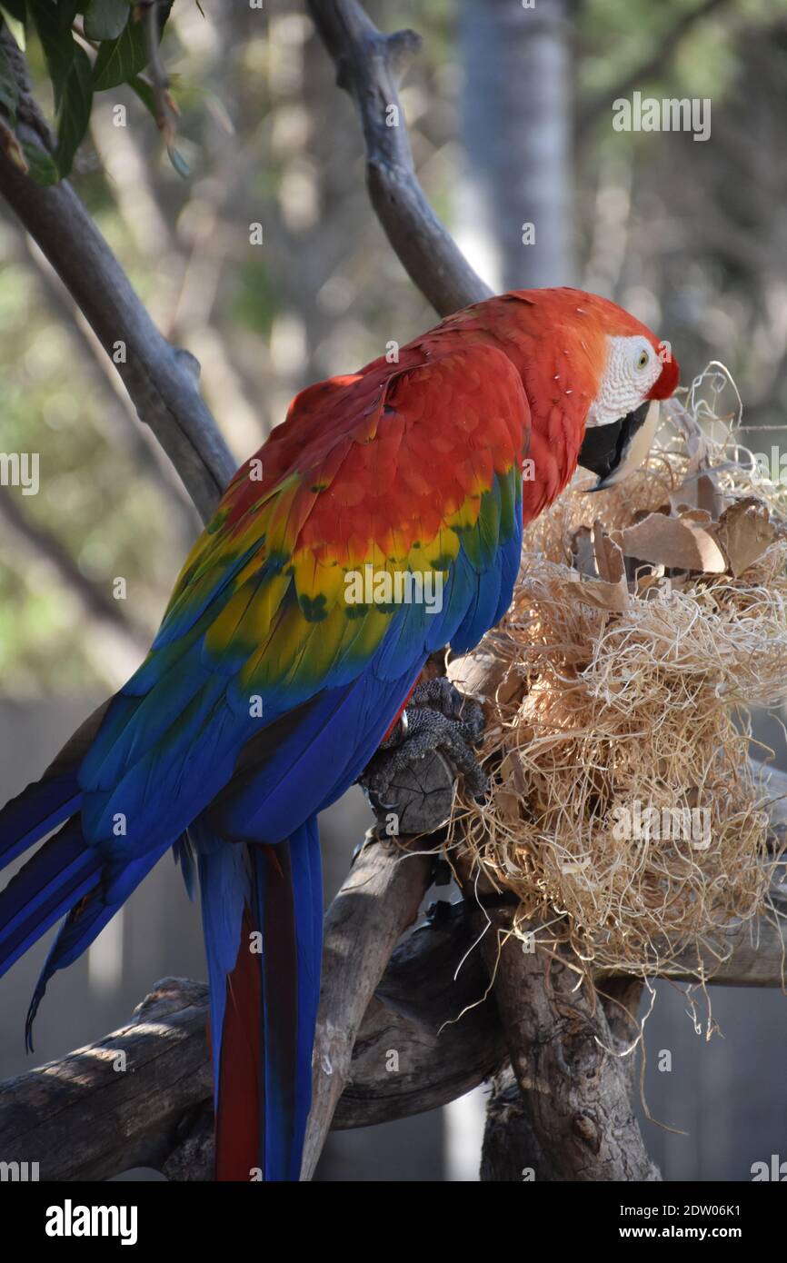 Beautiful rainbow feathers down the back of a scarlet macaw Stock Photo ...