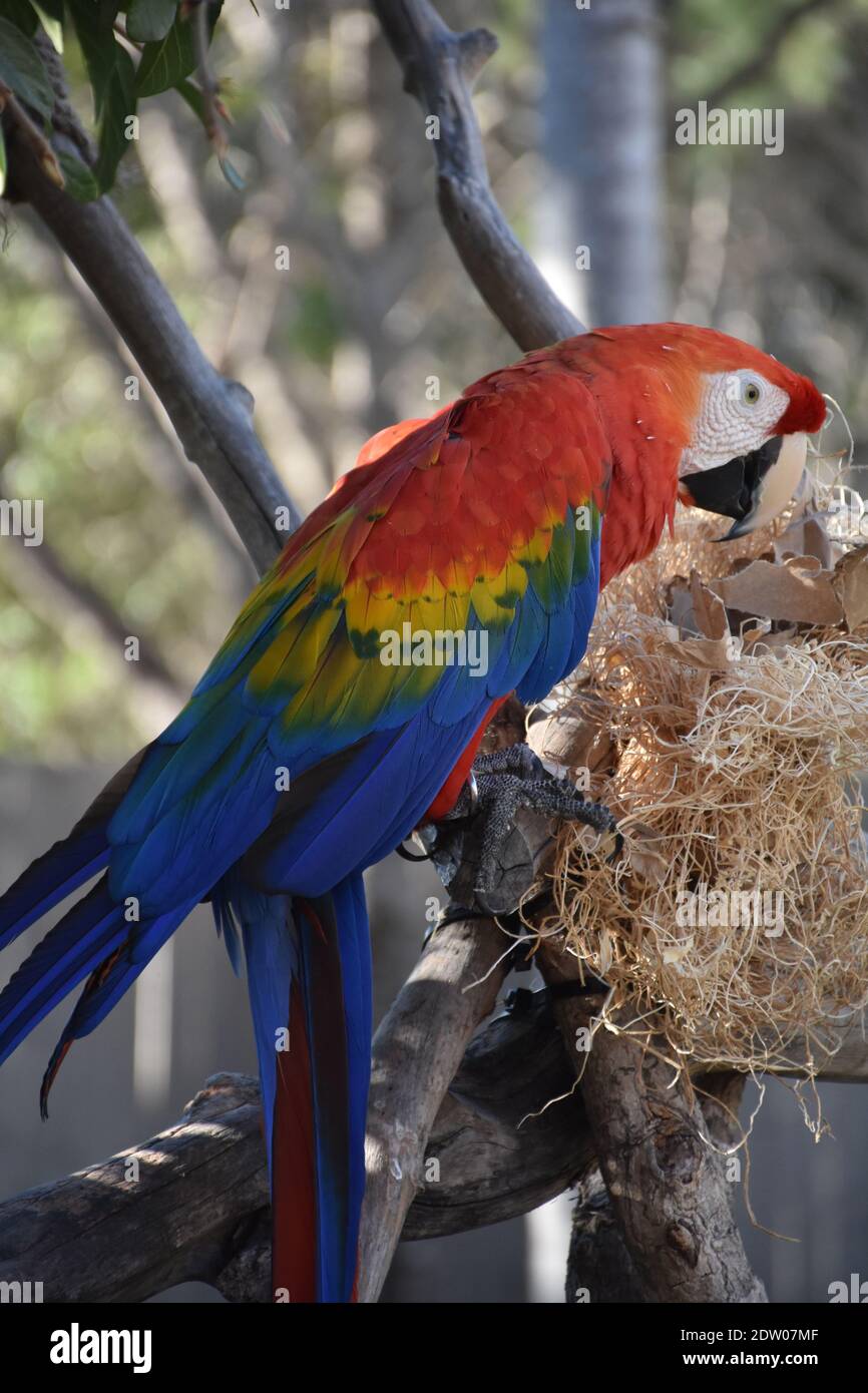 Pretty side profile of a scarlet macaw bird on a perch Stock Photo - Alamy
