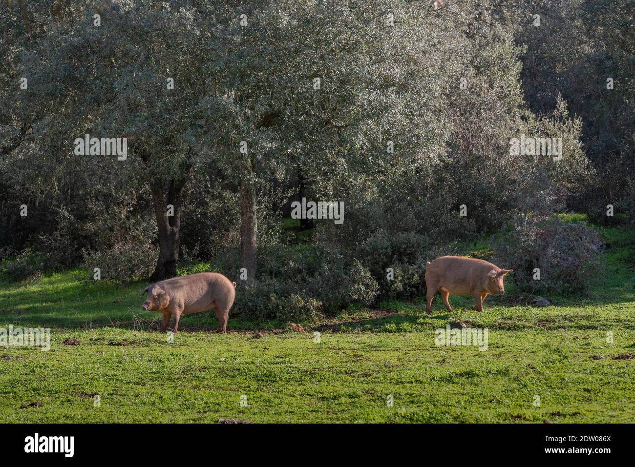 Pigs grazing in the field Stock Photo - Alamy