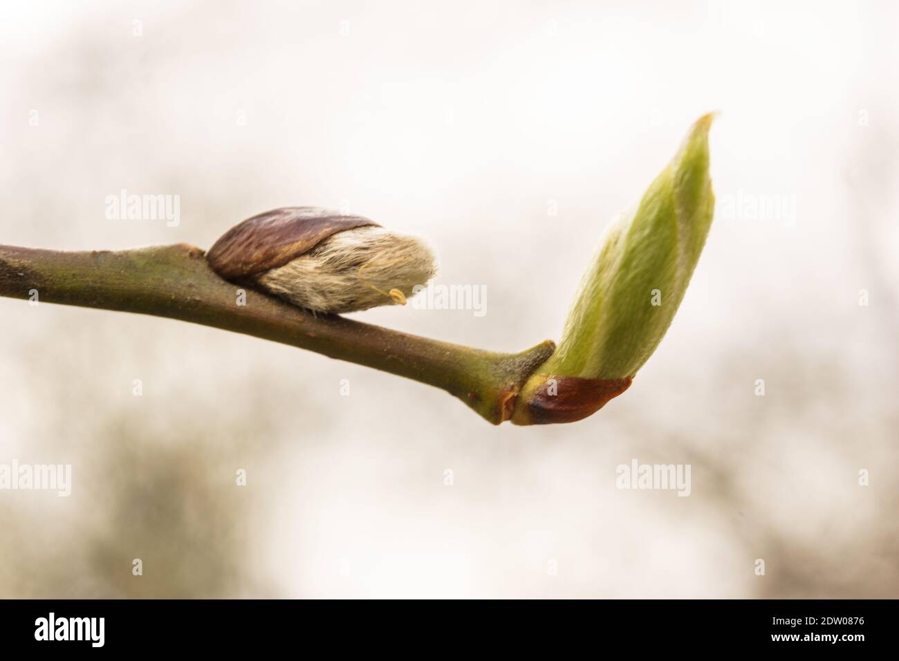 first spring bud on a branch of a tree Stock Photo - Alamy
