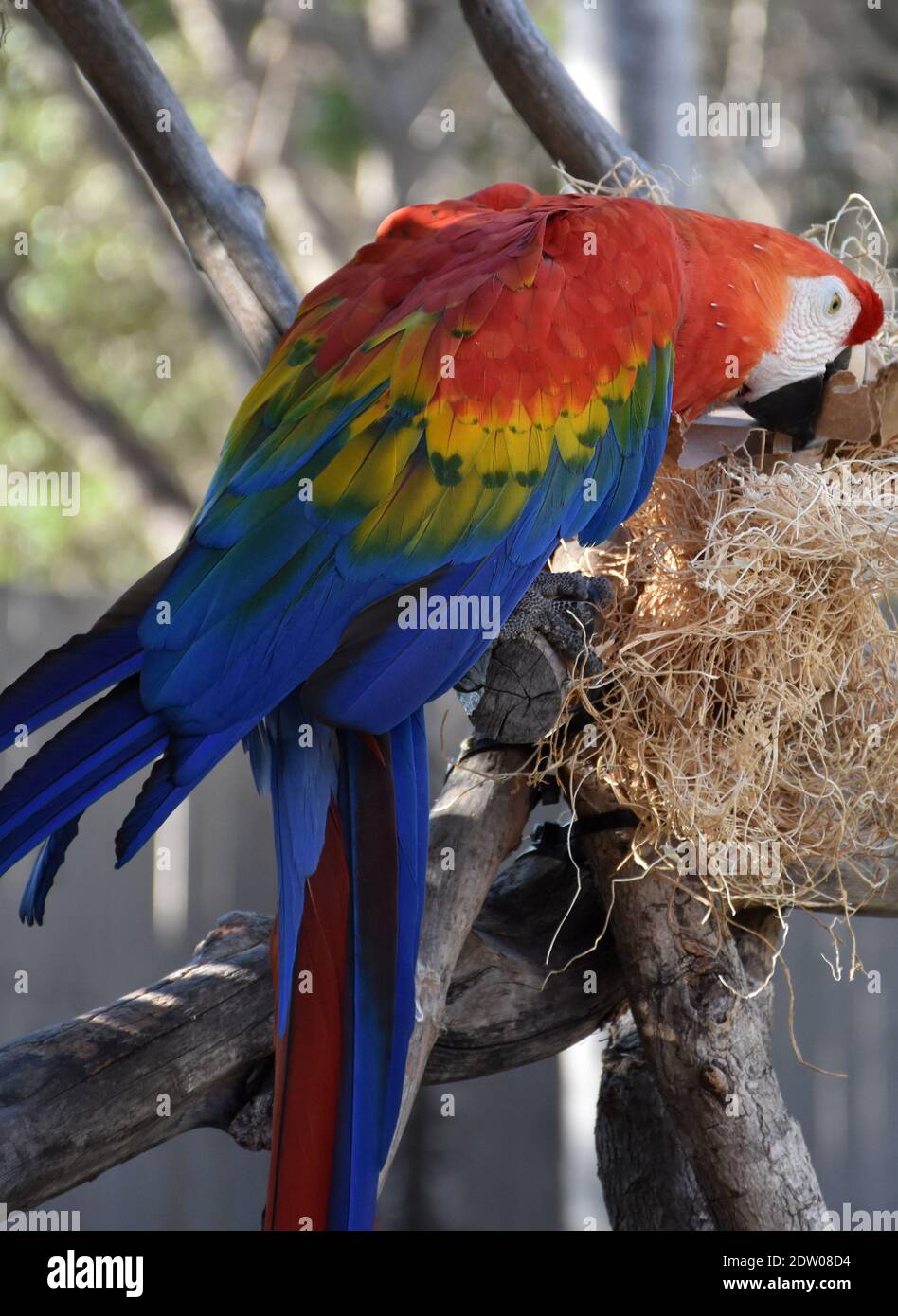 Scarlet macaw nest hi-res stock photography and images - Alamy