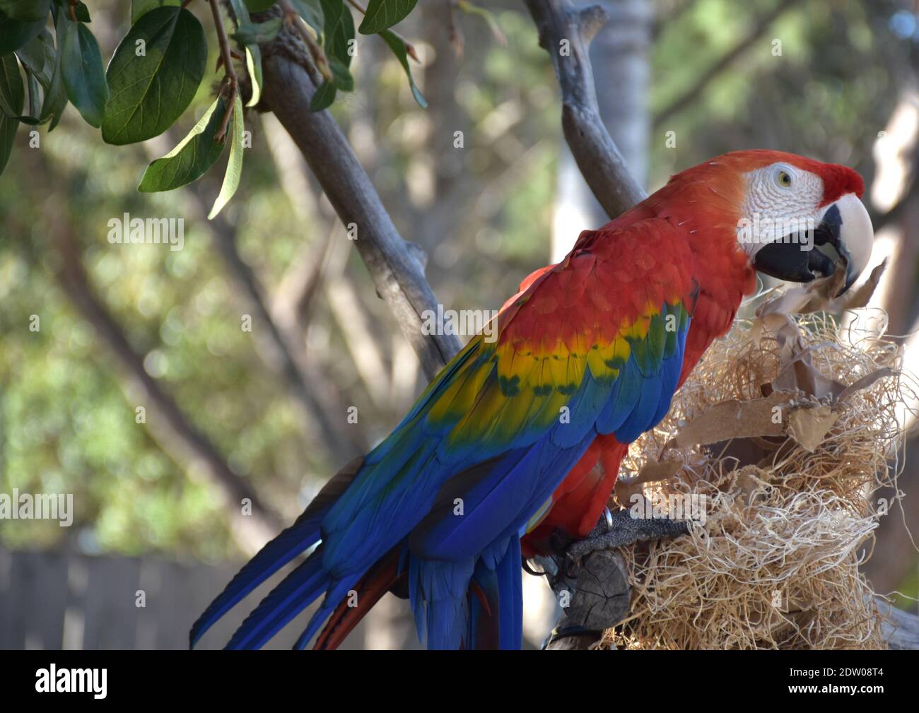 Beautiful scarlet macaw sitting in a tree Stock Photo - Alamy