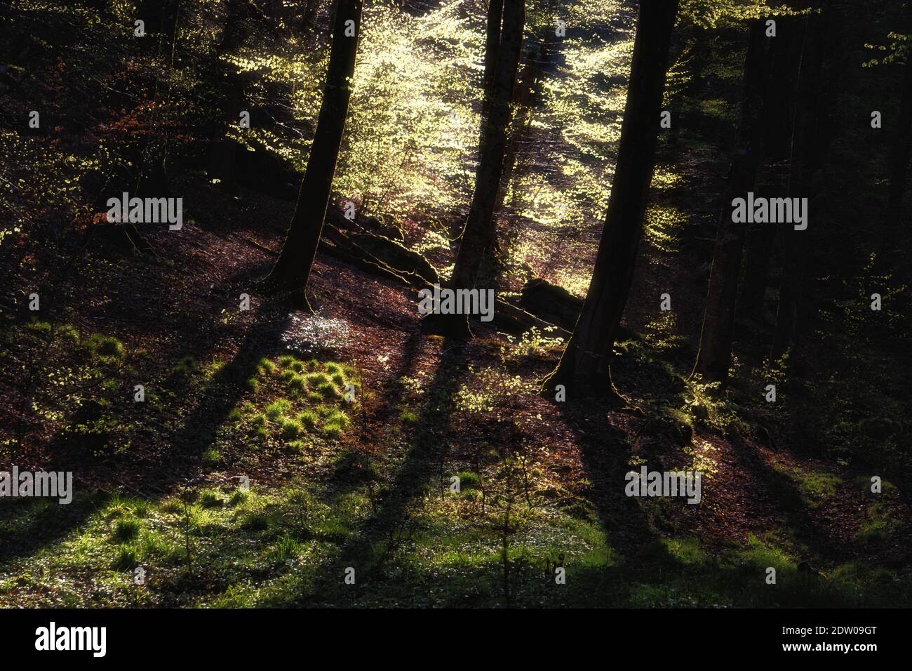Play of light and shadow on a sunny day in the forest Stock Photo - Alamy