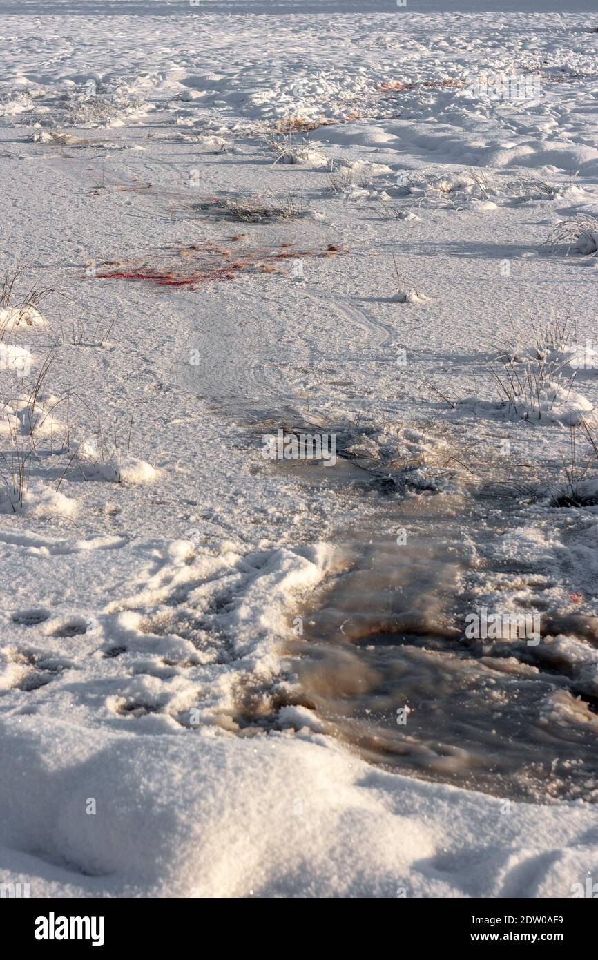 Blood stained trail from hi-res stock photography and images - Alamy