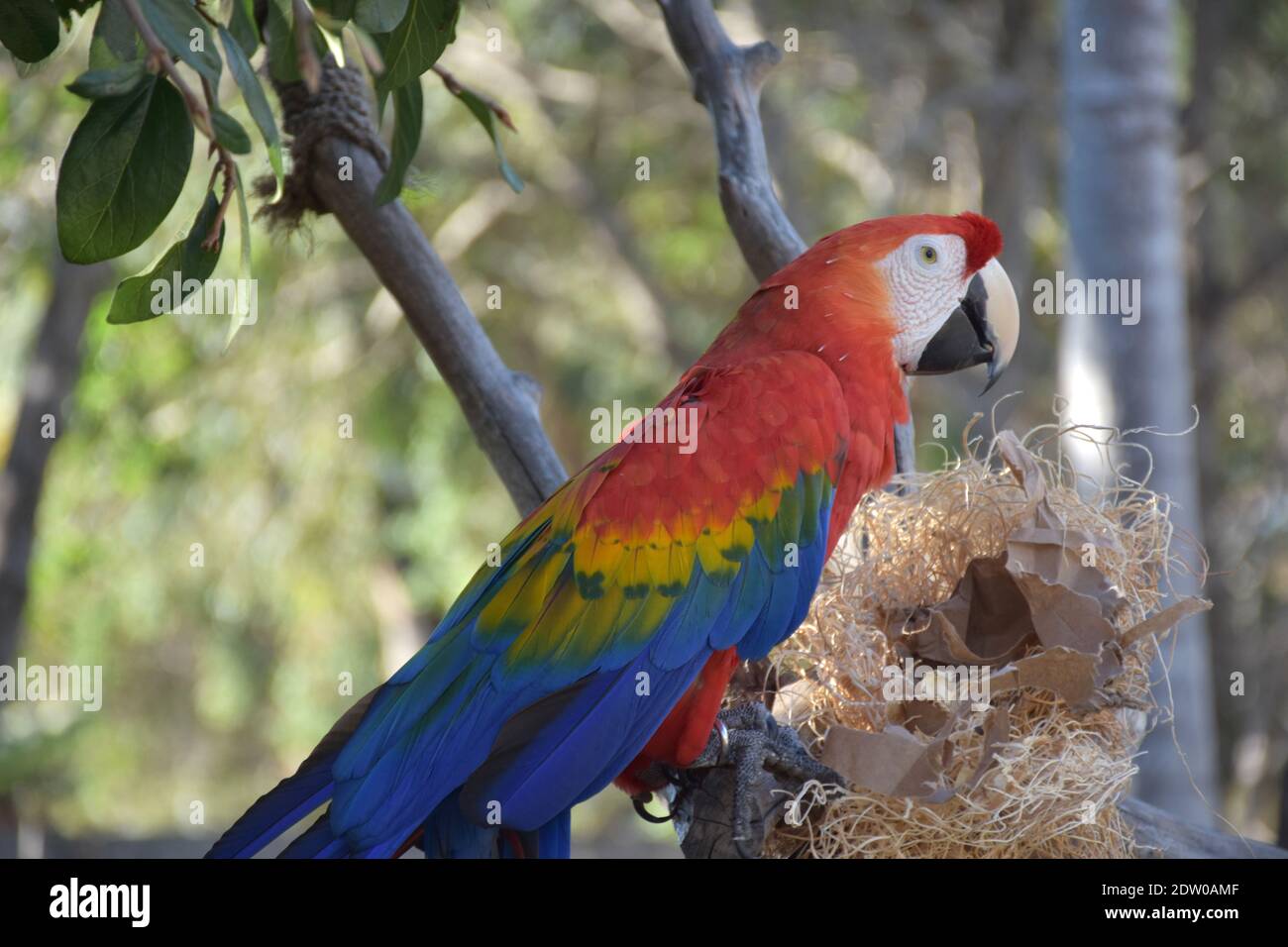 Gorgeous rainbow colored feathers down the back of a scarlet macaw ...