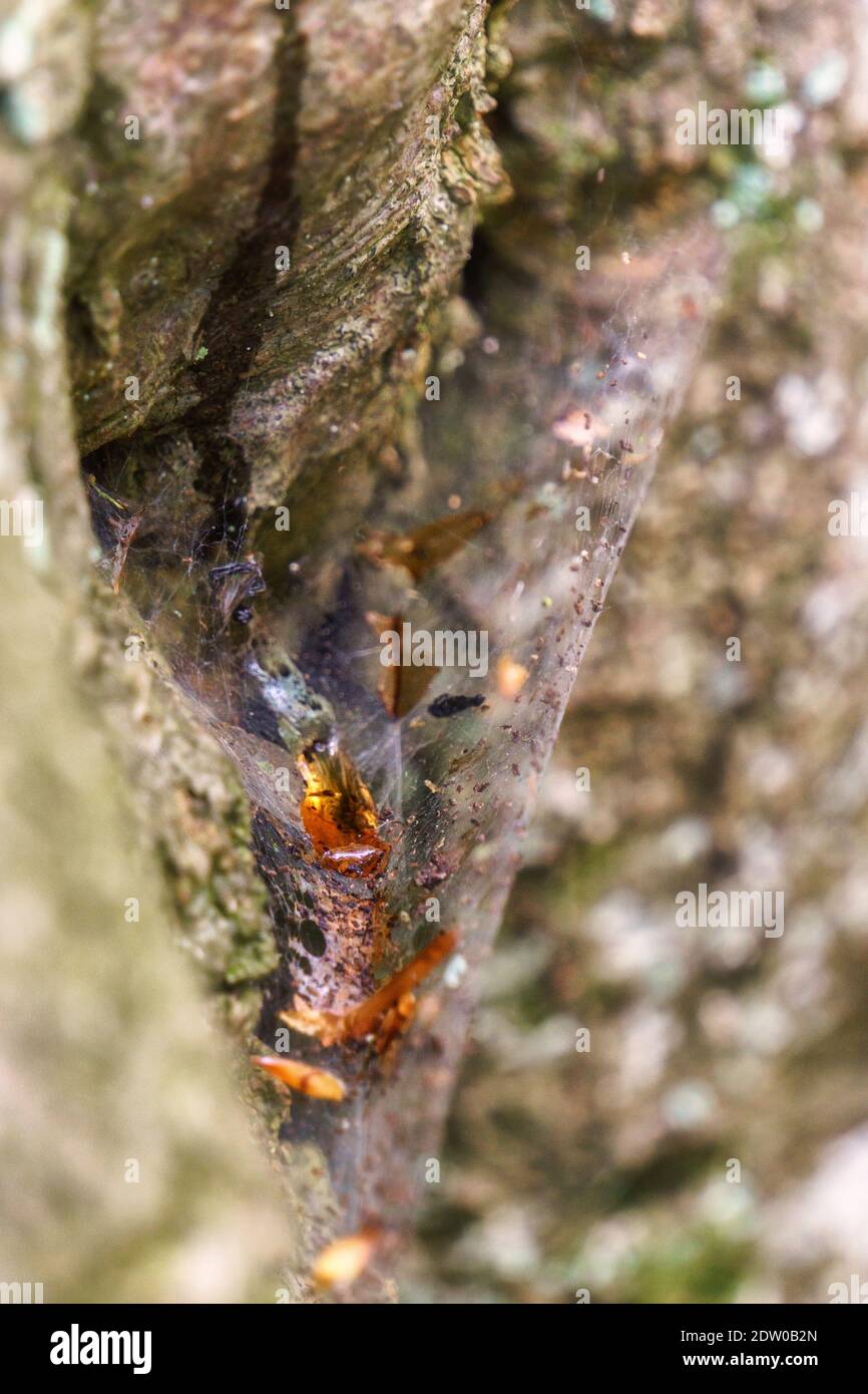 Drip of resin holded by cobweb build on tree trunk Stock Photo - Alamy