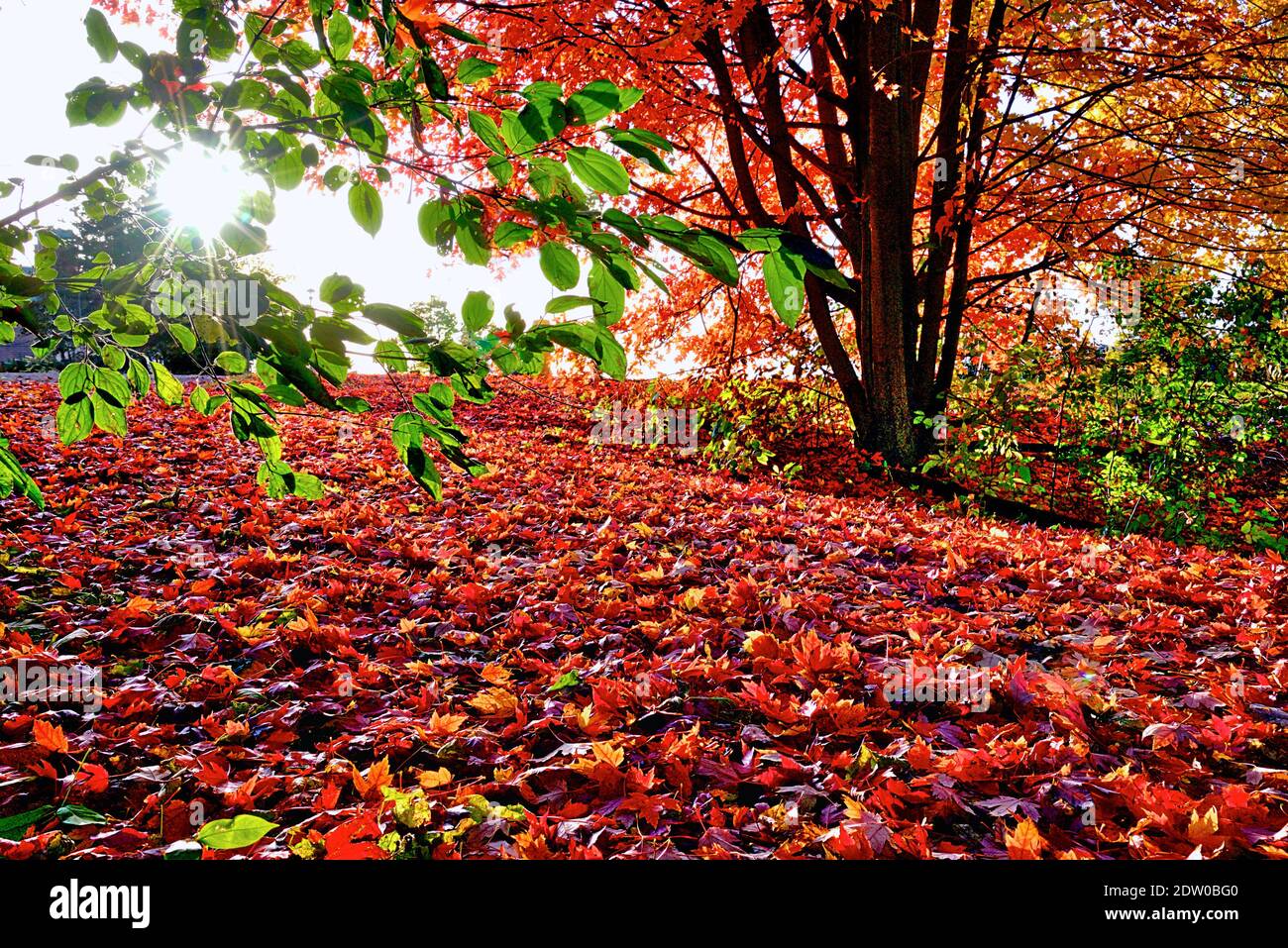 Point view wide low angle hi-res stock photography and images - Alamy